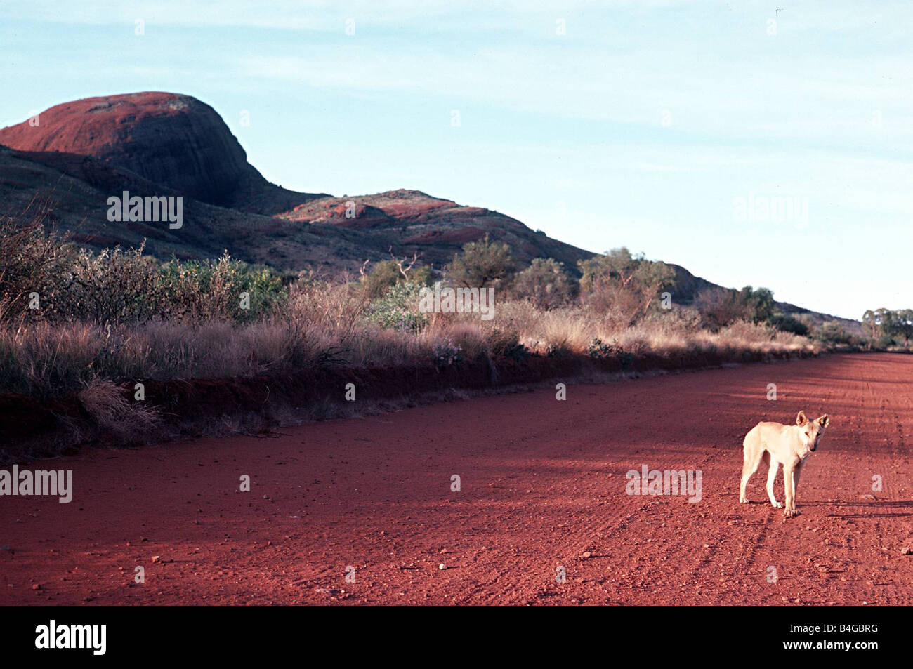 Wild Dingo pictured near The Olgas in the Northern Territories ...