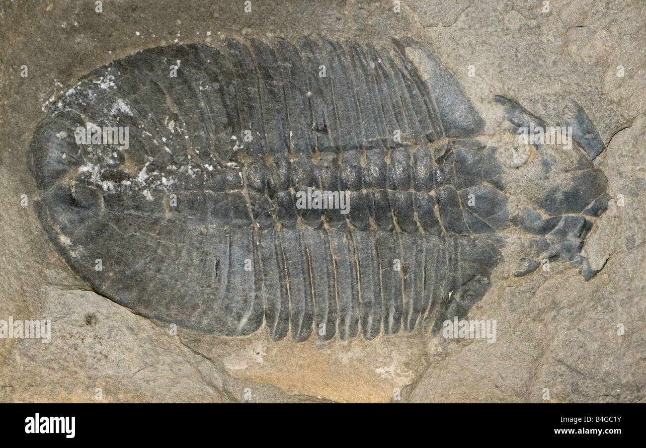 Precambrian Era Animals
