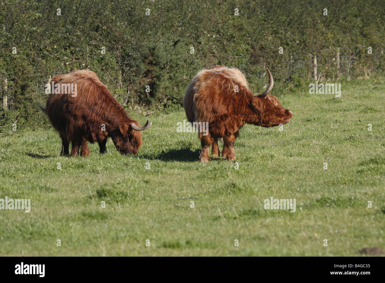 Aberdeen Angus Highland cattle (Kyloe) long horns free roaming in ...