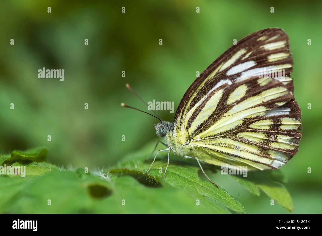 Cepora nerissa. Common gull butterfly in the Indian countryside. Andhra ...