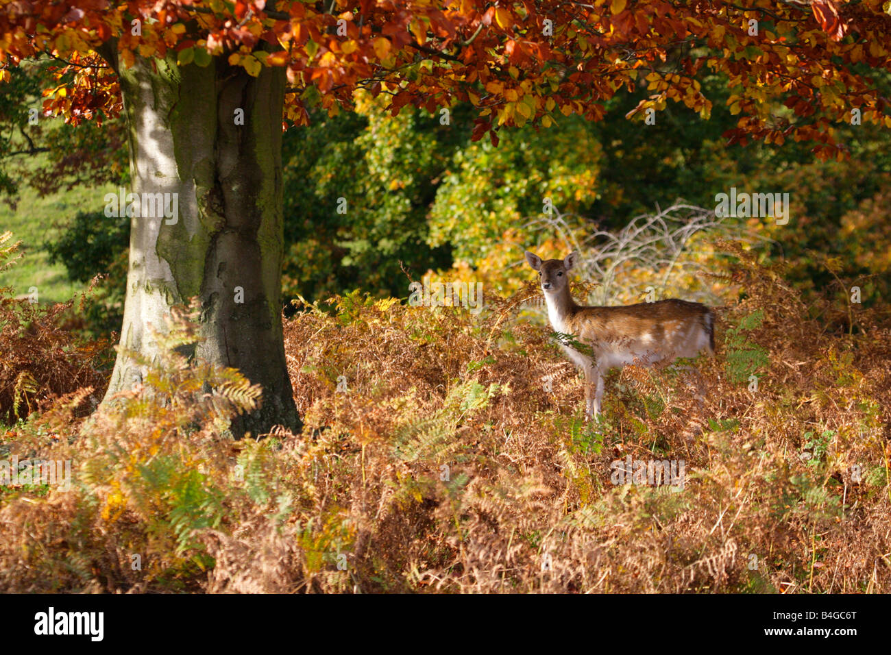 Fallow deer standing in woodland hi-res stock photography and images ...