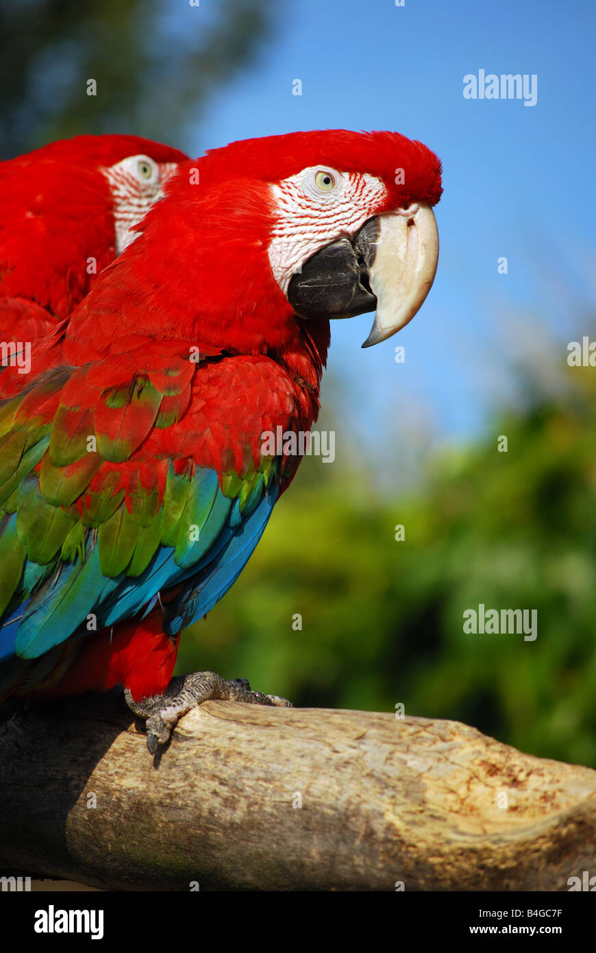 Parrots face hi-res stock photography and images - Alamy
