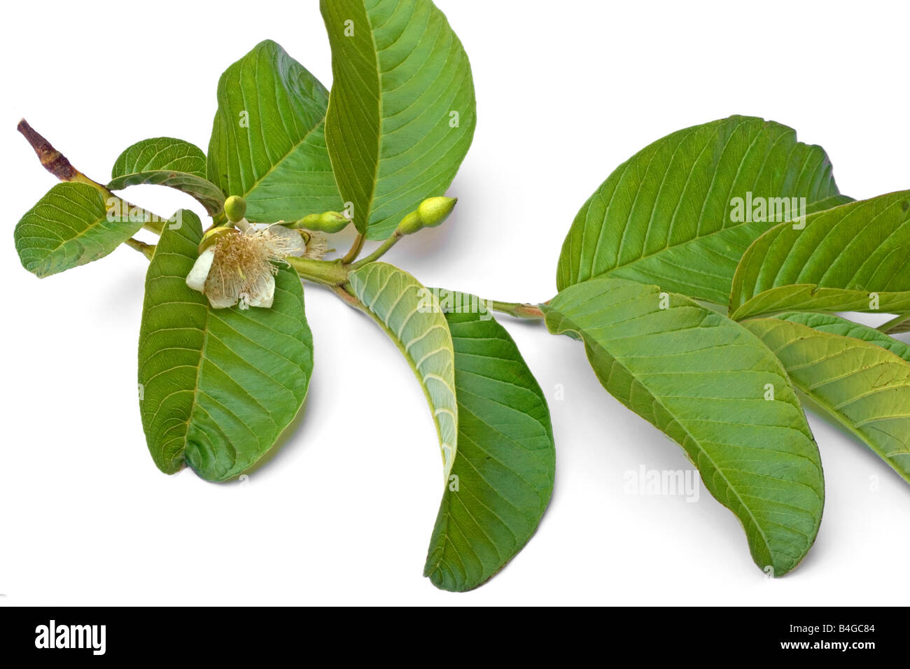 Guava branch with leaves and blossom on white background Stock Photo ...