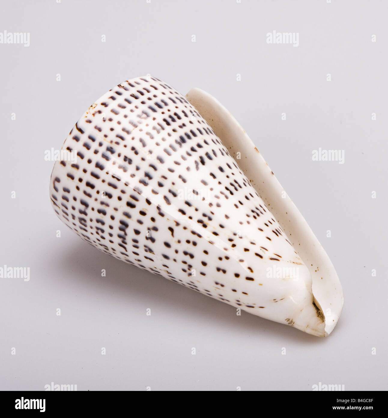 seashell isolated on white Stock Photo - Alamy