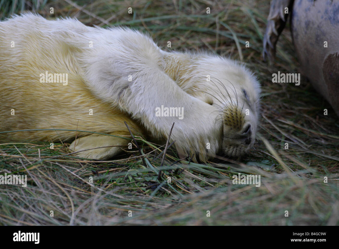 Grey Seal Halichoerus grypus single pup sleeping on grass sucking ...