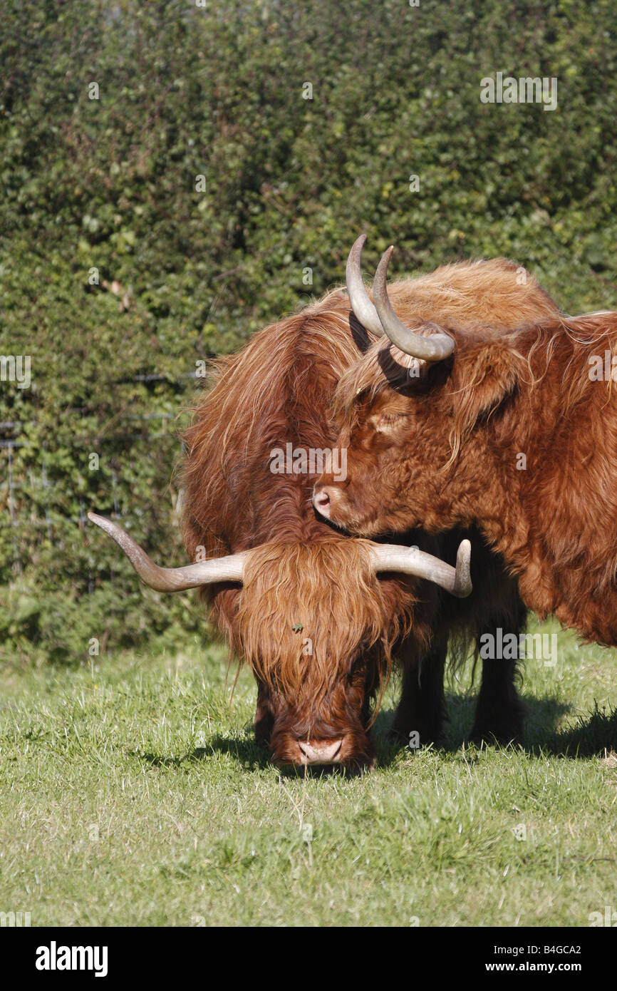 Highland cattle (Kyloe) long horns free roaming in Pembrokeshire field ...
