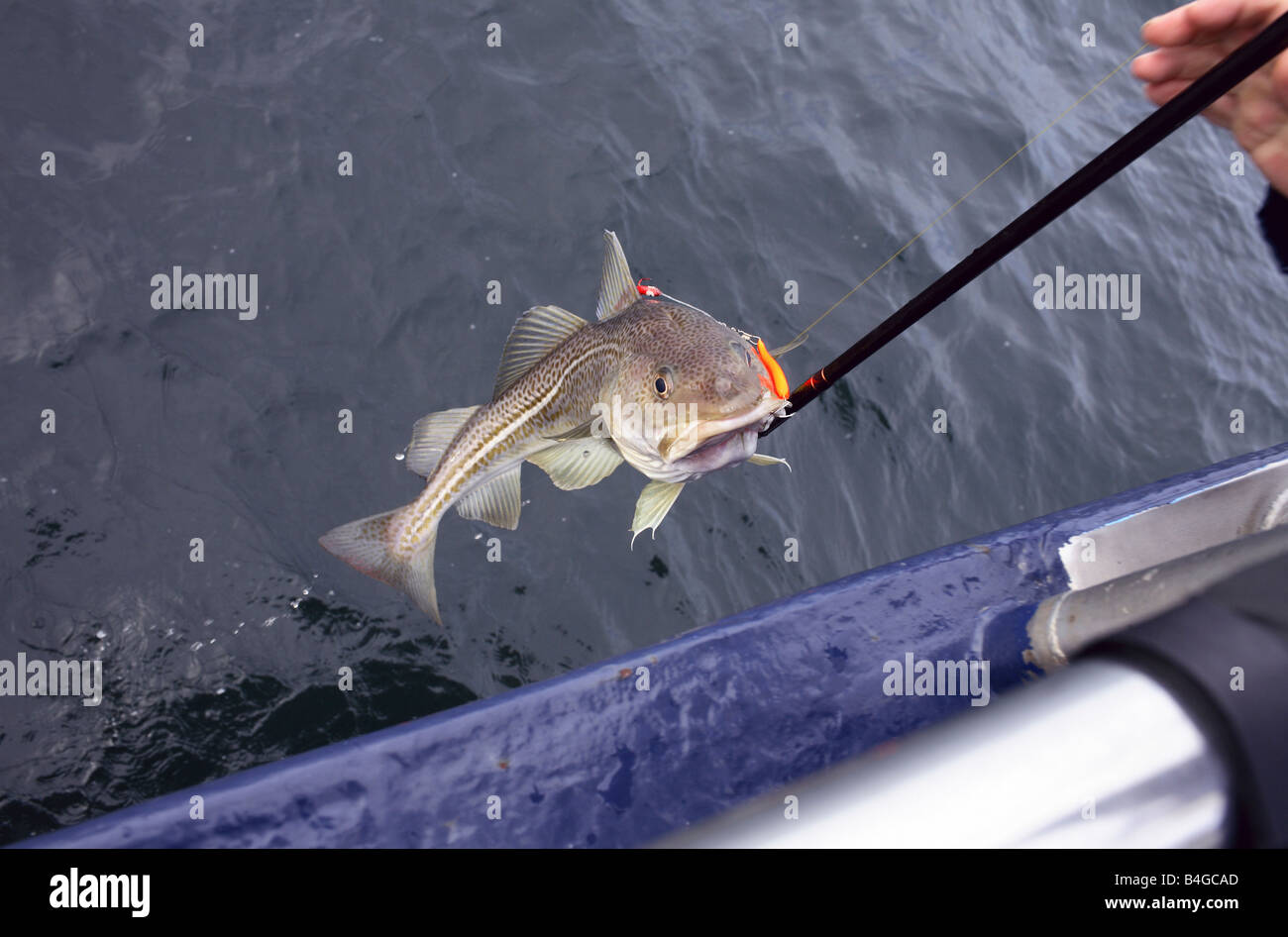 Codfish alive hi-res stock photography and images - Alamy