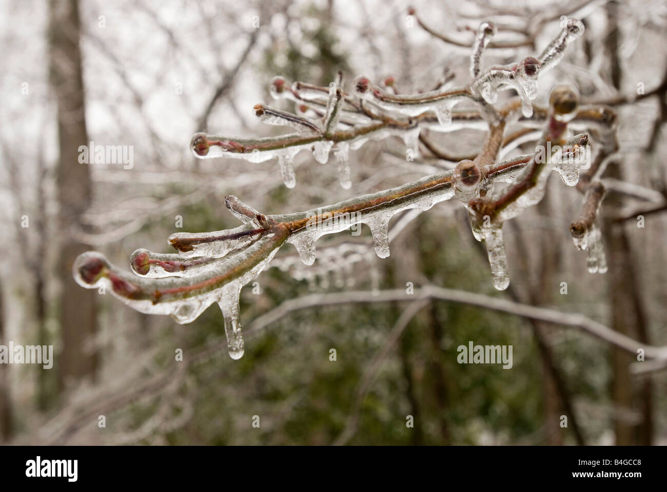 Tree limb hi-res stock photography and images - Alamy