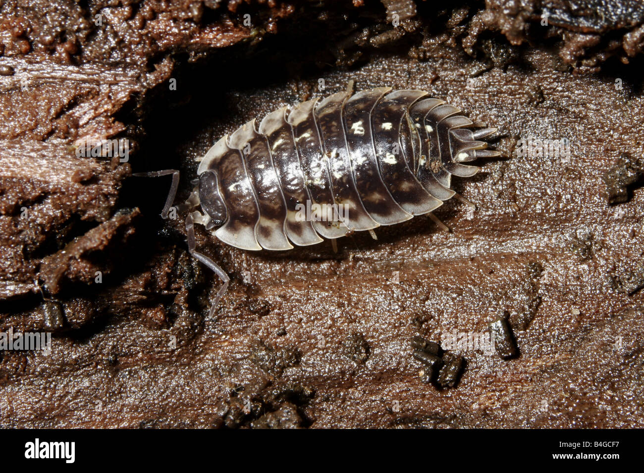 Crustacean insects hi-res stock photography and images - Alamy