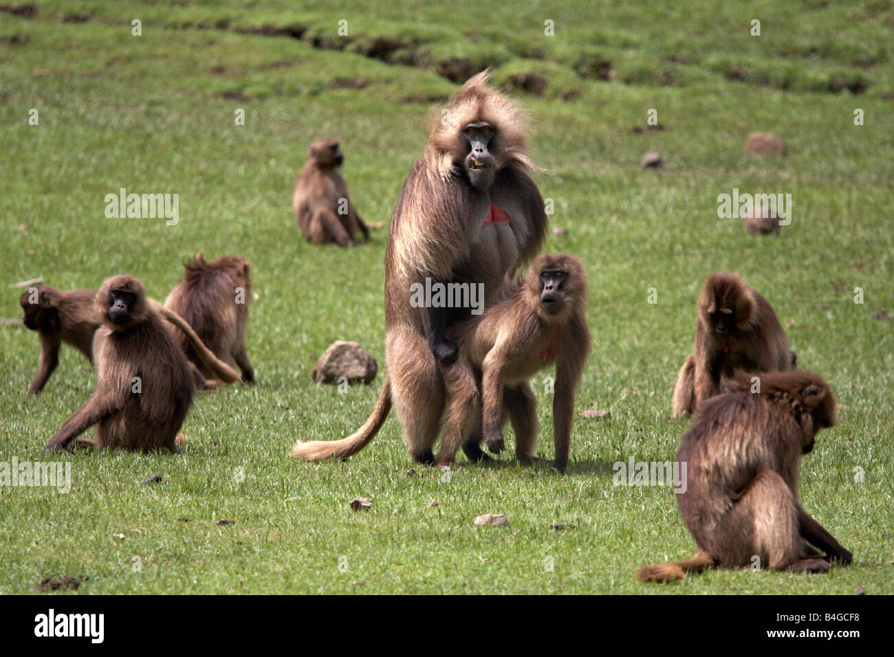 Gelada baboons mating hi-res stock photography and images - Alamy