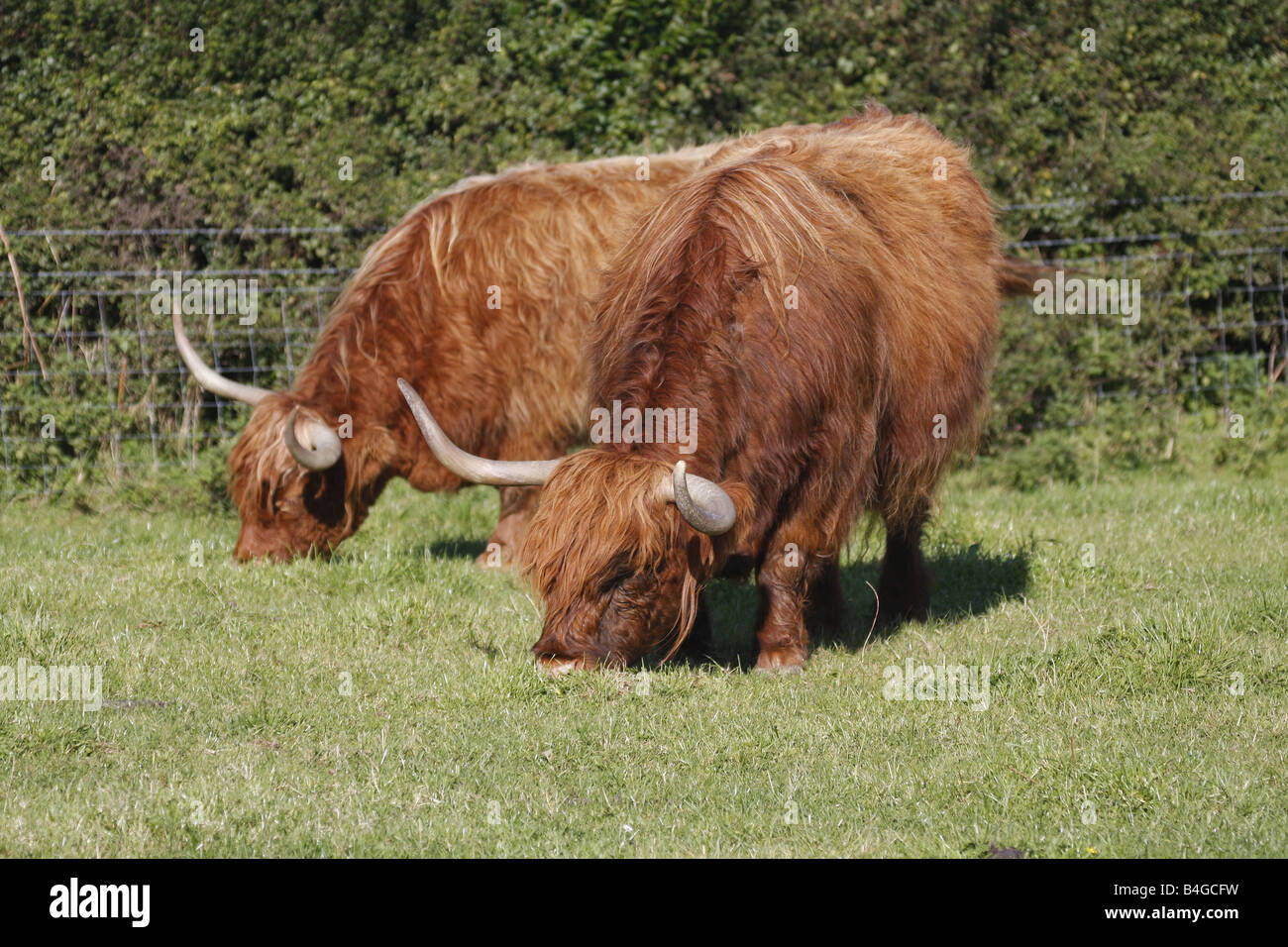 Highland cattle aberdeen angus hi-res stock photography and images - Alamy