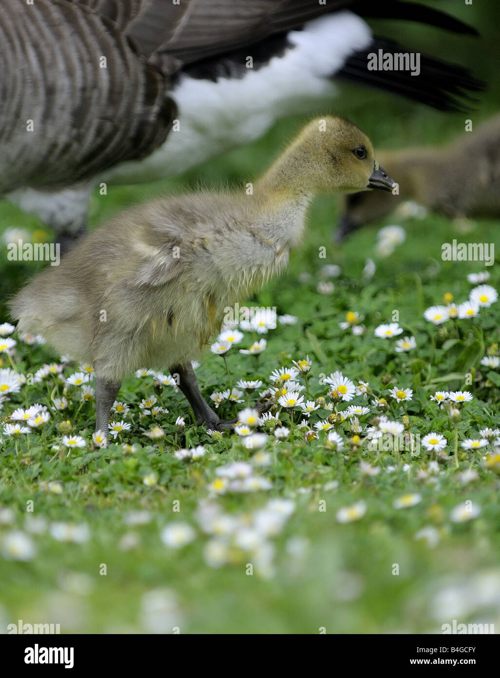Canada goose eating hi-res stock photography and images - Alamy