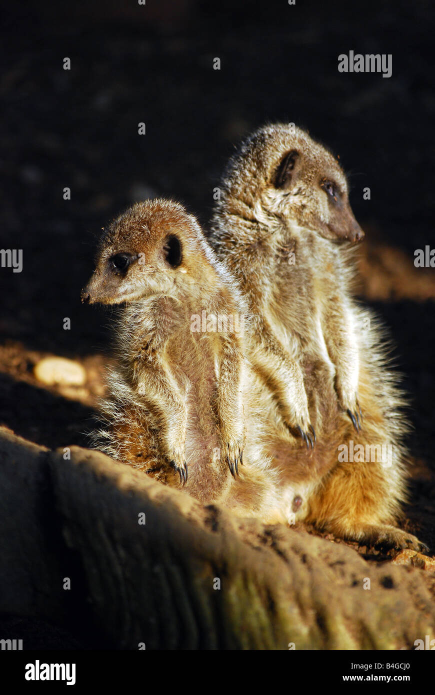 Meerkat family hi-res stock photography and images - Alamy