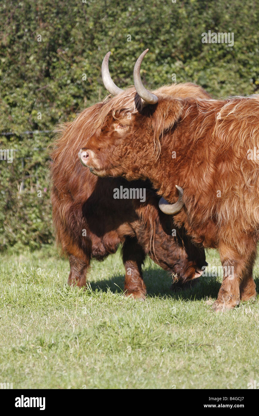 Aberdeen Angus Highland cattle (Kyloe) long horns free roaming in ...