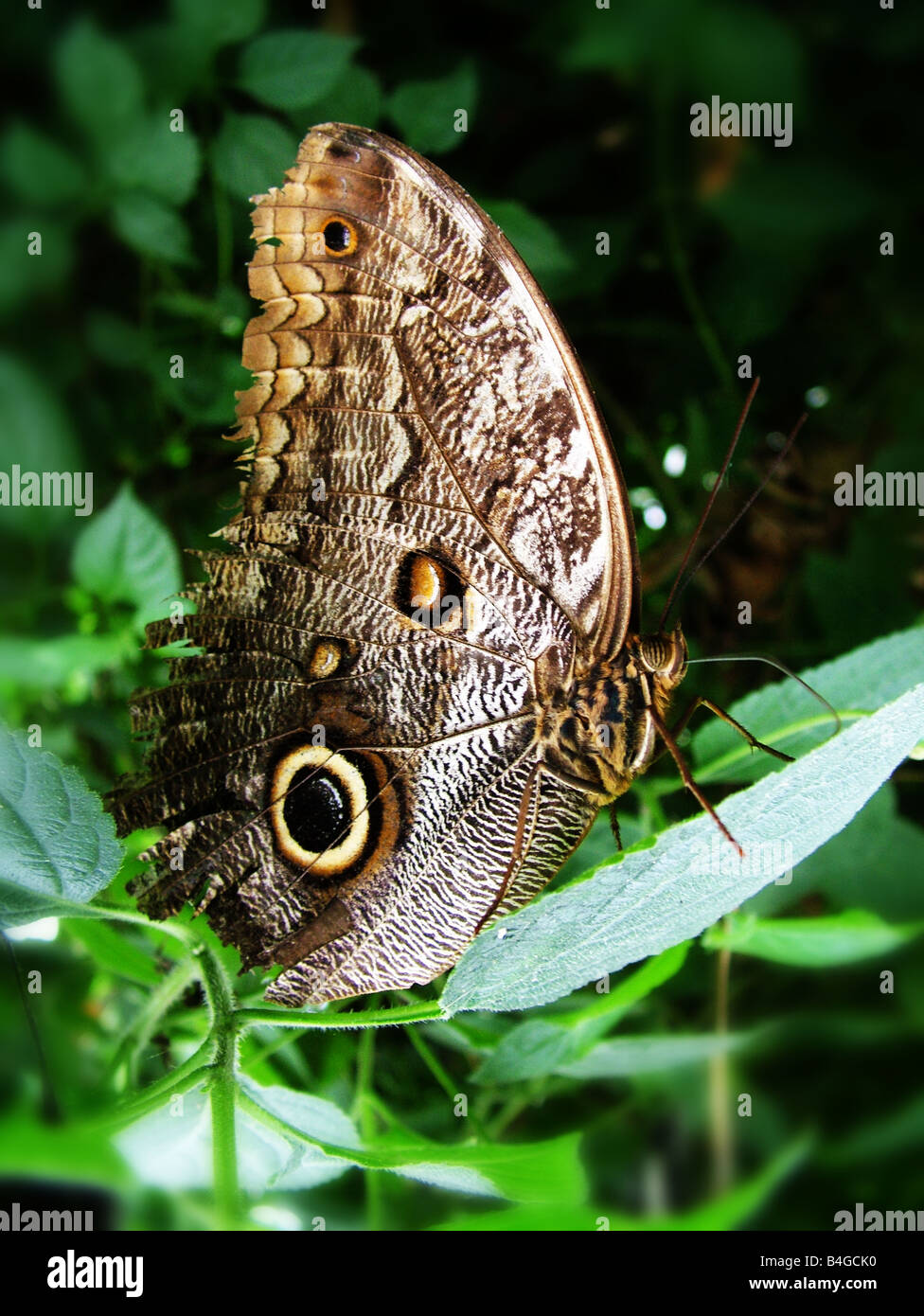 Helenus hi-res stock photography and images - Alamy