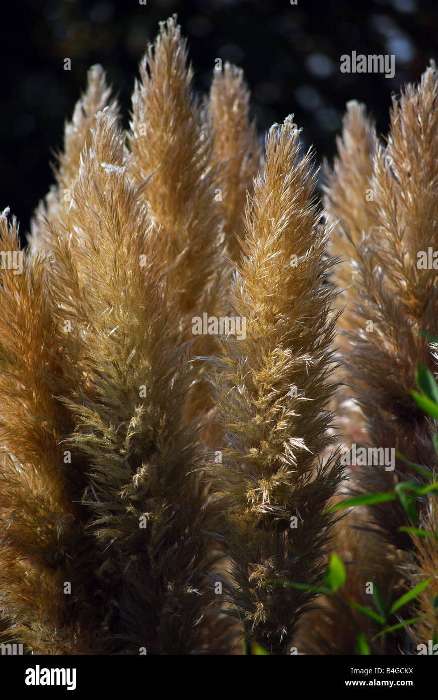 Pampus hi-res stock photography and images - Alamy