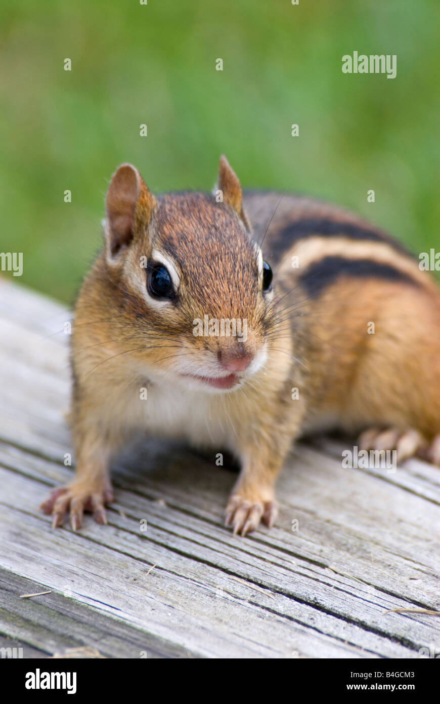 Chipmunk hi-res stock photography and images - Alamy