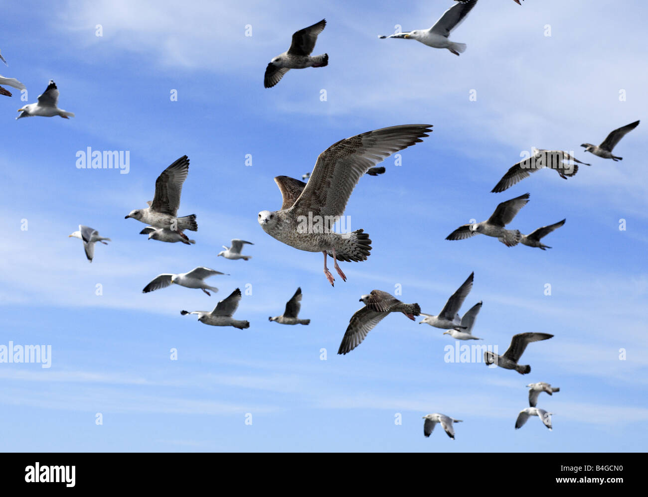 Flying seagulls hi-res stock photography and images - Alamy