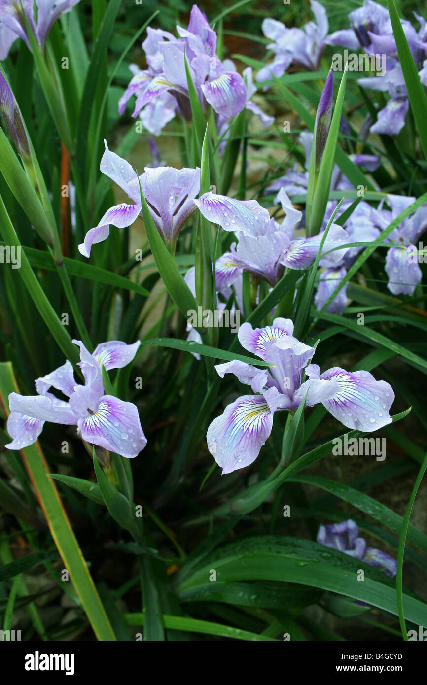 Petaloid sepal hi-res stock photography and images - Alamy