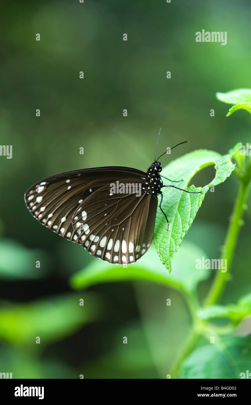 Euploea Core. Common crow butterfly in the indian countryside. Andhra ...