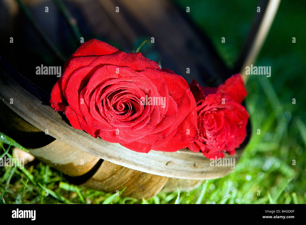 Cut red roses on grass hi-res stock photography and images - Alamy