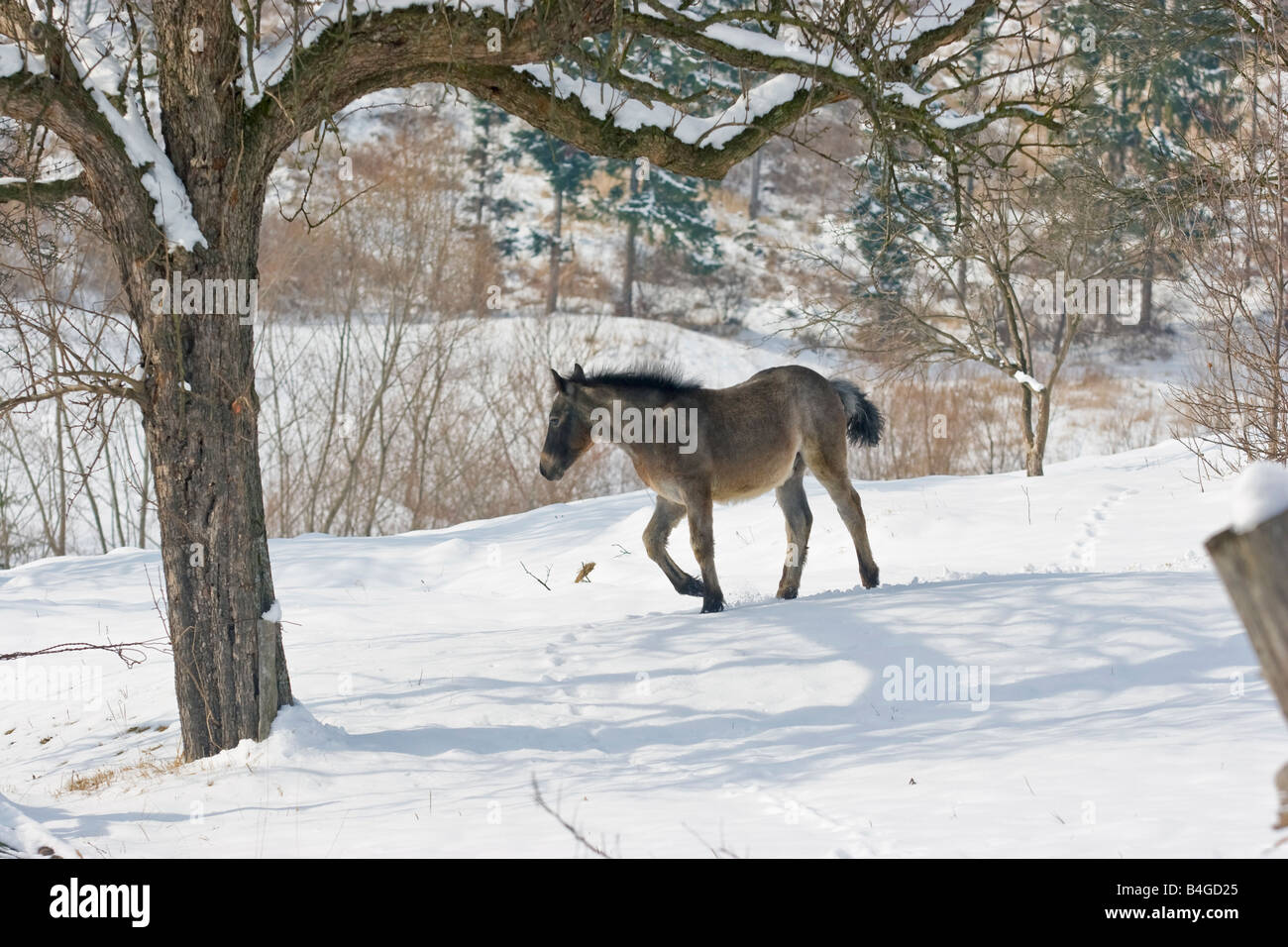 Pony running hi-res stock photography and images - Alamy