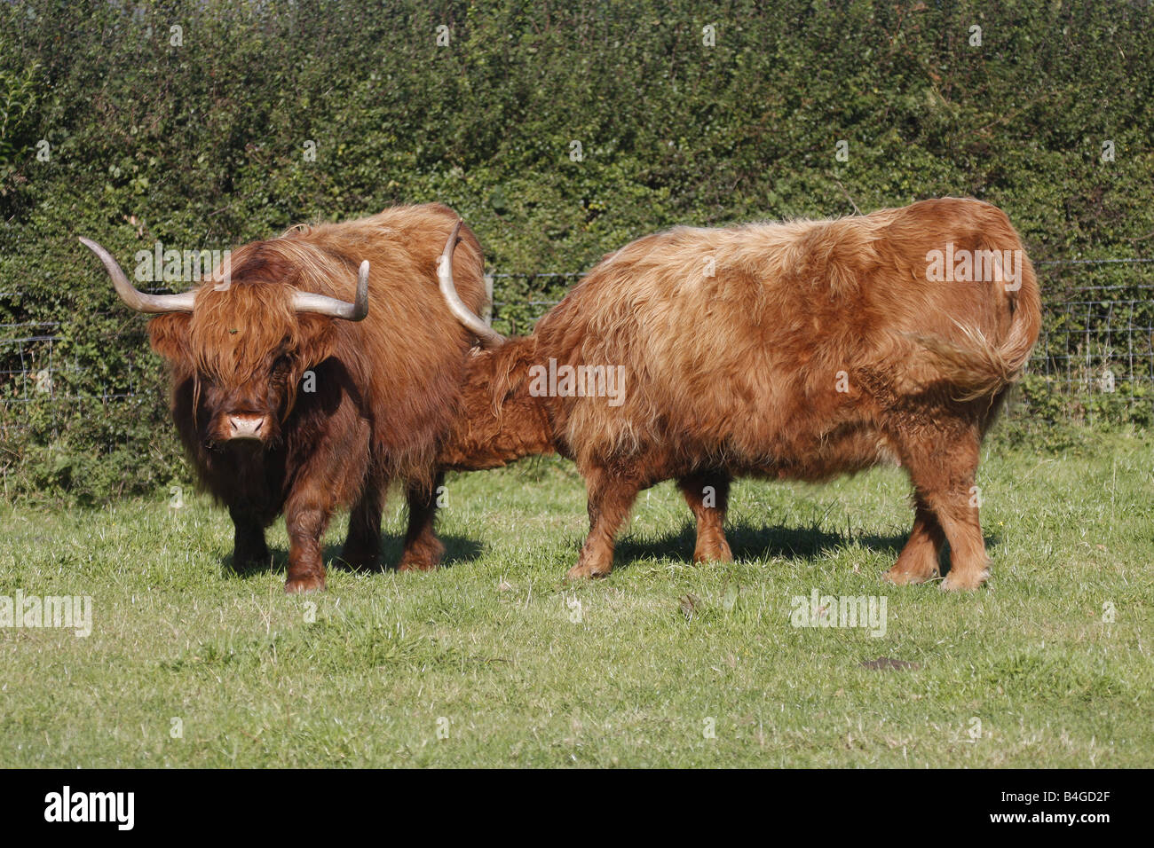 Aberdeen Angus Highland cattle (Kyloe) long horns free roaming in ...