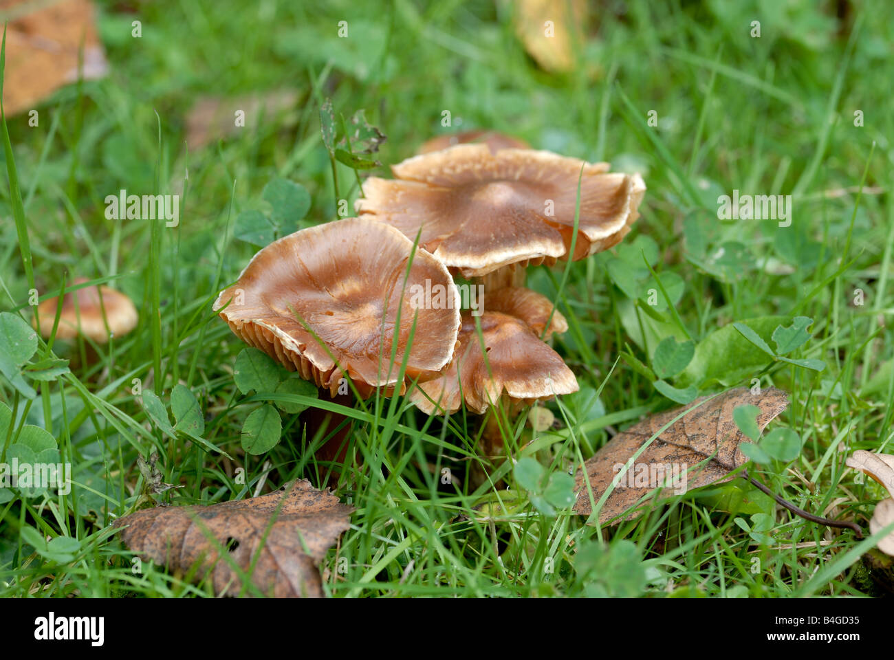Mushrooms with fall foliage hi-res stock photography and images - Alamy