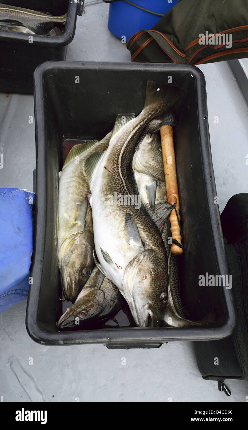 Sea cods hi-res stock photography and images - Alamy
