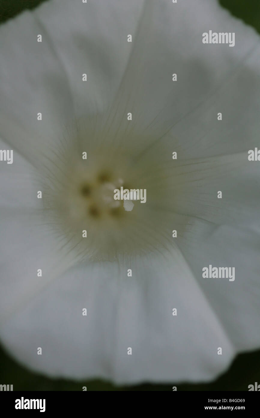 Sepium flower hi-res stock photography and images - Alamy