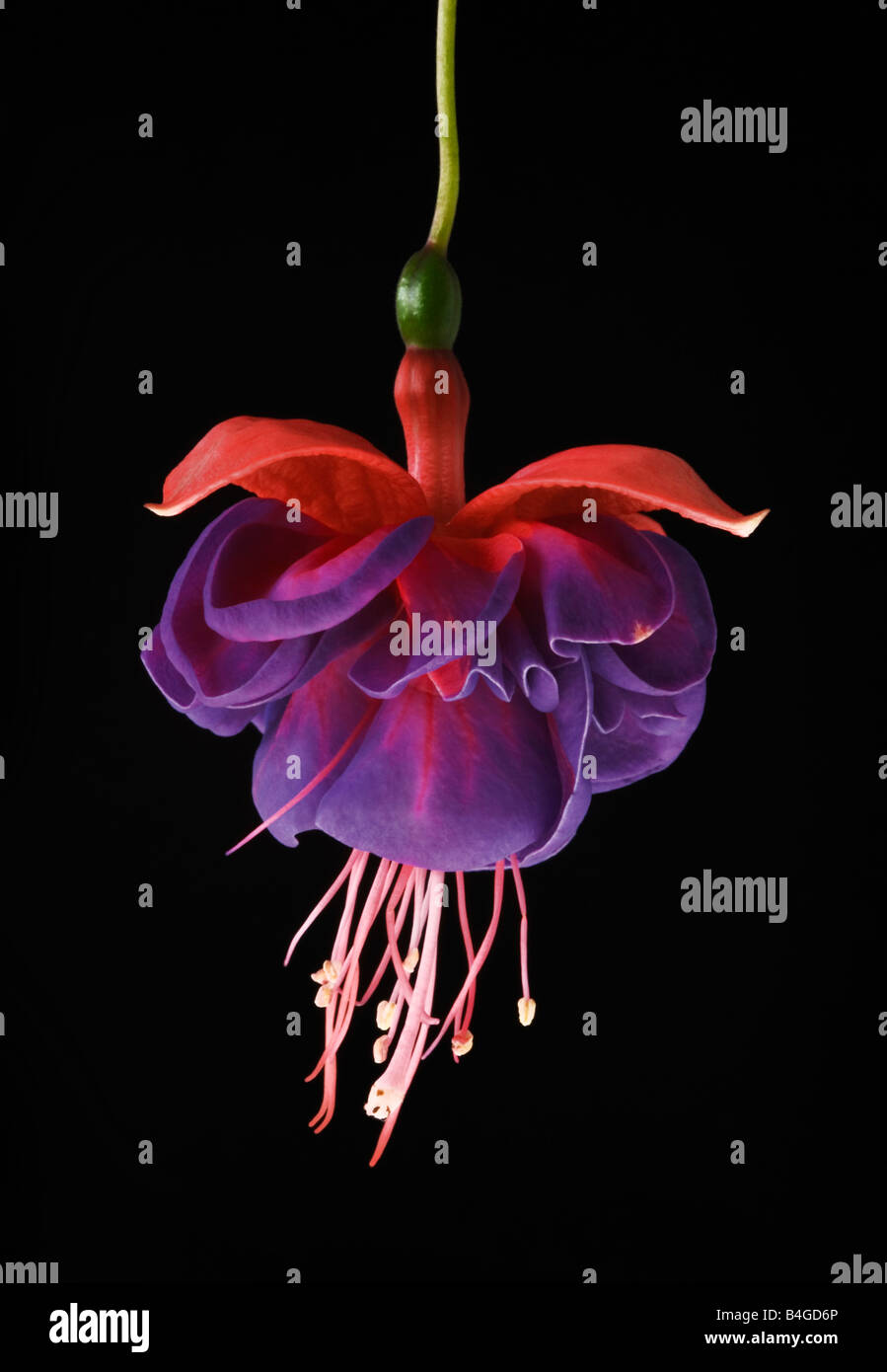 Double Flower Stock Photos & Double Flower Stock Images - Alamy