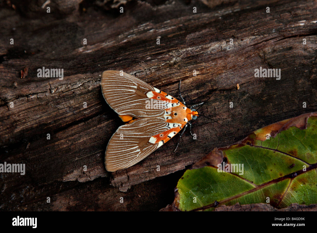Asota moth hi-res stock photography and images - Alamy