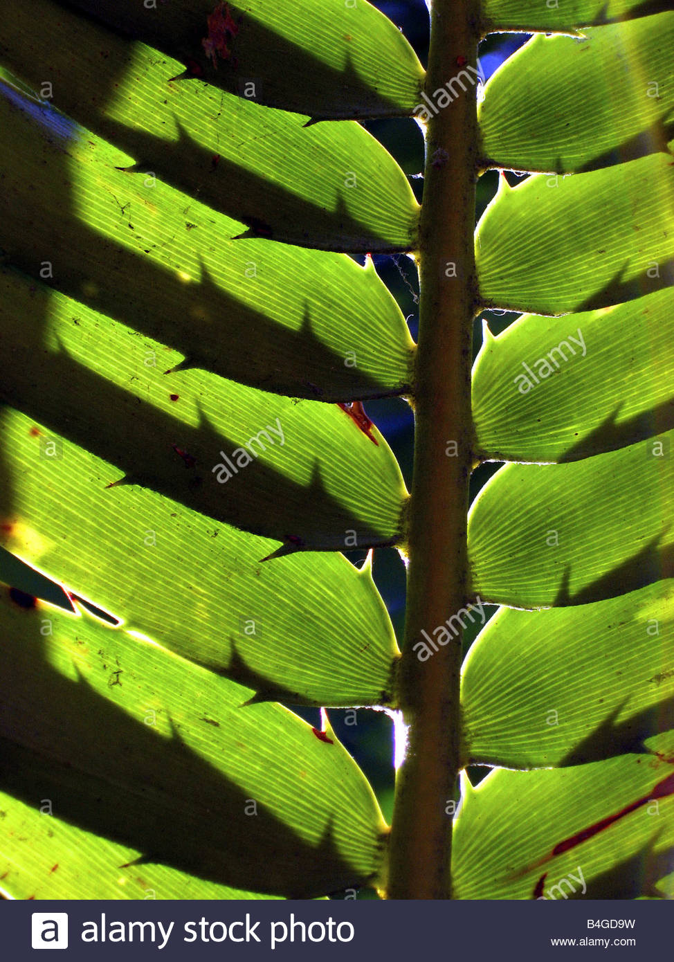 Pinnately Compound Leaf Stock Photos & Pinnately Compound Leaf Stock ...
