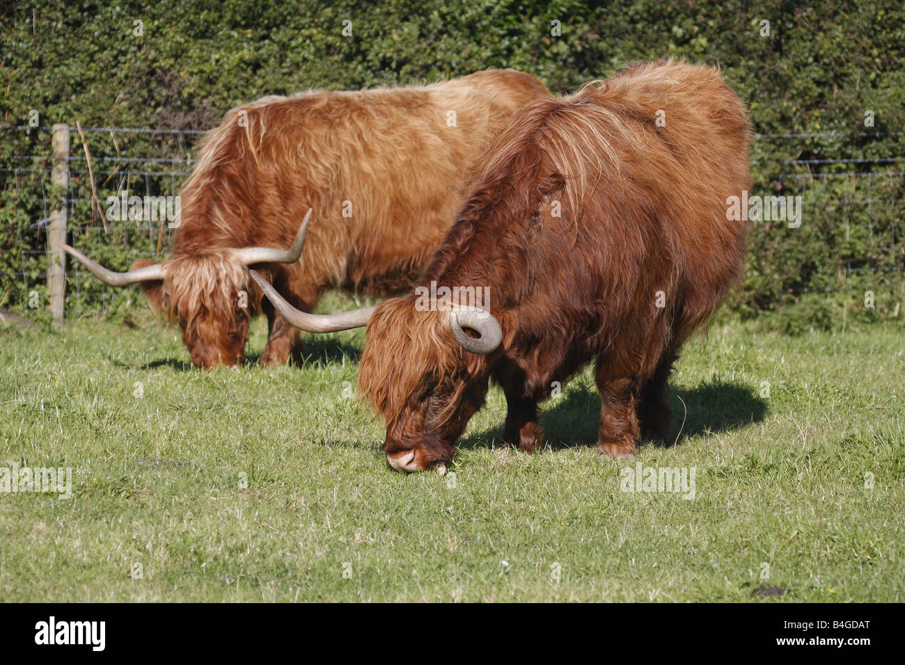 Highland cattle (Kyloe) long horns free roaming in Pembrokeshire field ...