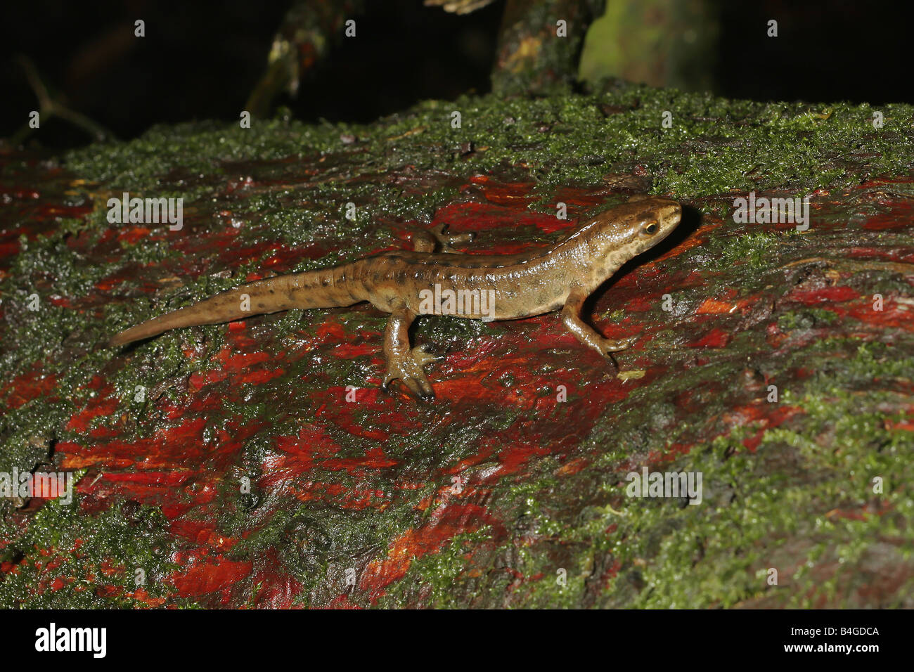 Newts of the world hi-res stock photography and images - Alamy