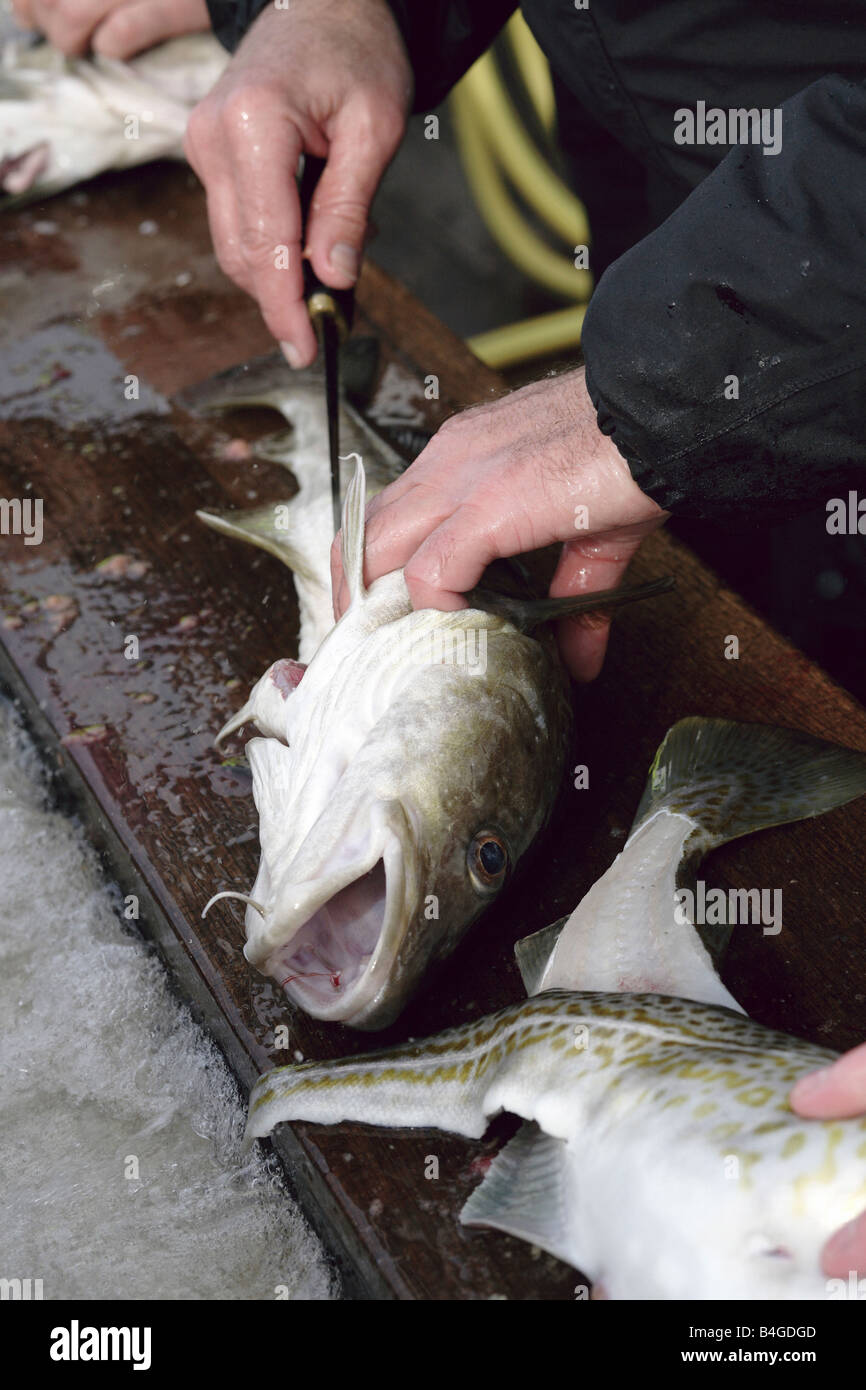Cutting open a fish hi-res stock photography and images - Alamy