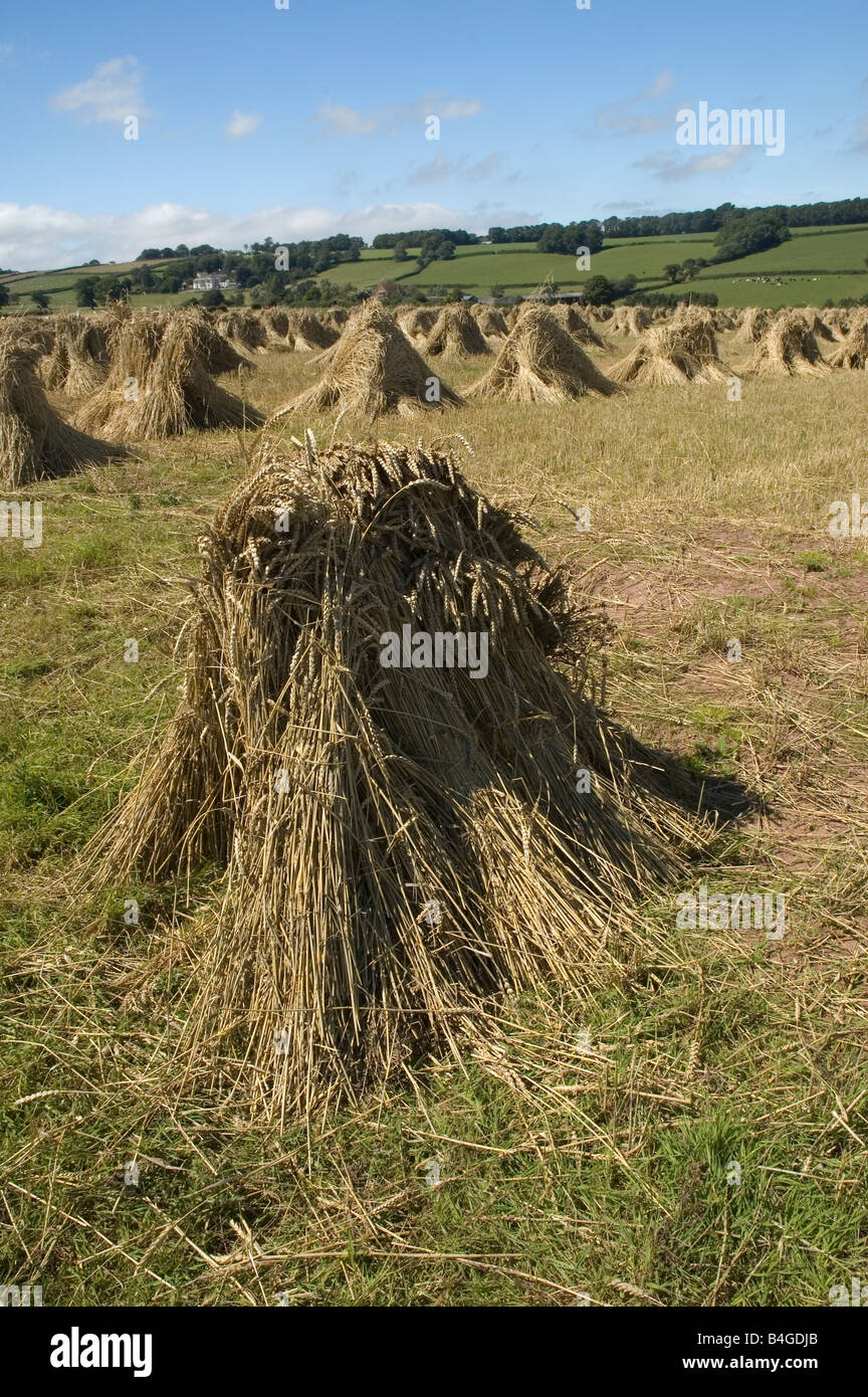 Hay winter festival hi-res stock photography and images - Alamy
