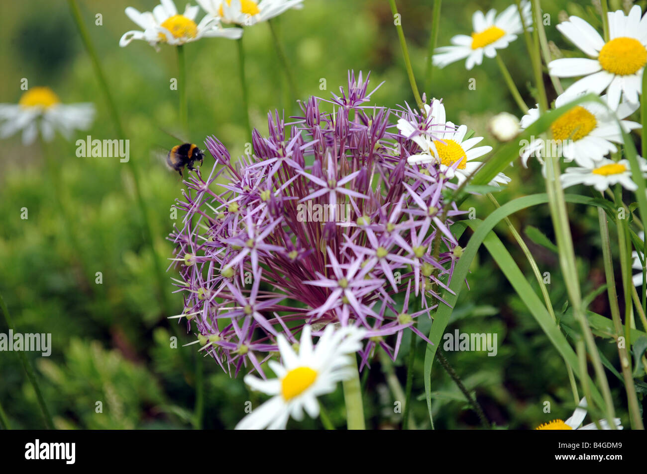 A bee heading for a nectar laden Allium Stock Photo - Alamy