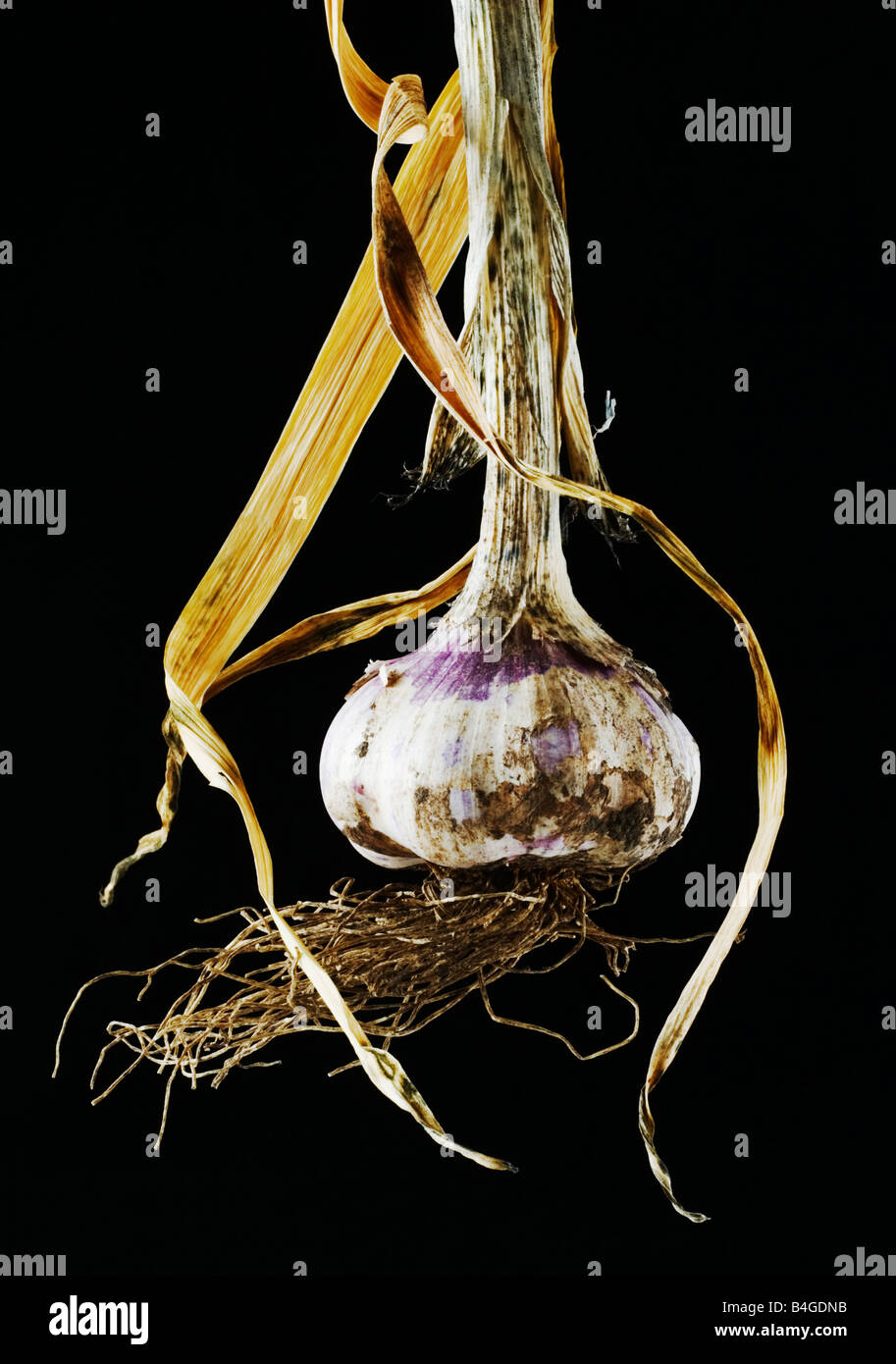 mature Garlic bulb Stock Photo - Alamy