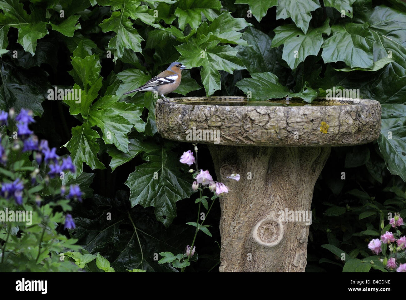 Bird water table hi-res stock photography and images - Alamy