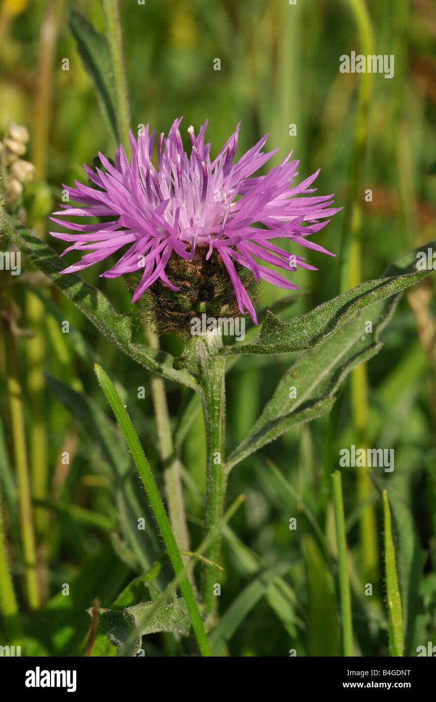 Black Knapweed Centaurea nigra Stock Photo - Alamy