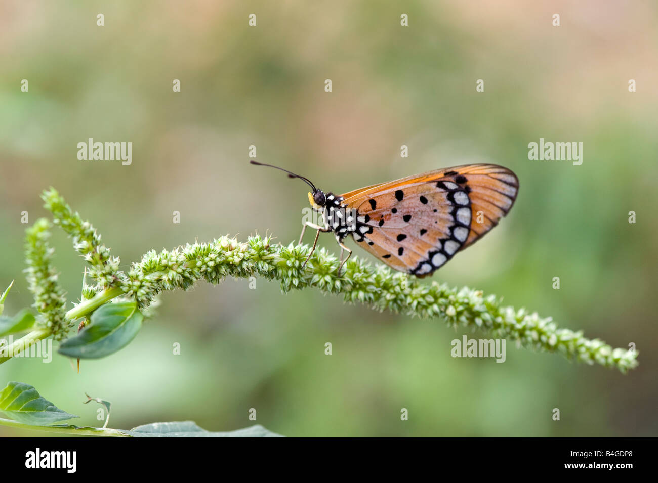 Acraea terpsicore. Tawny Coster butterfly in the indian countryside ...