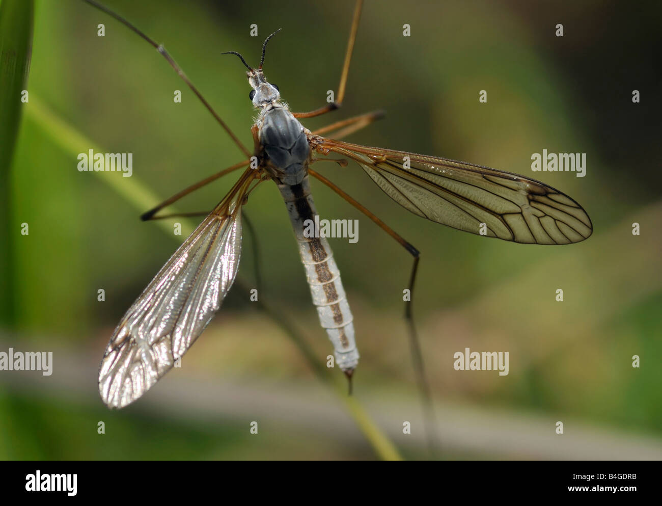 Crane Fly Tipula luna Daddy Long Legs Stock Photo - Alamy