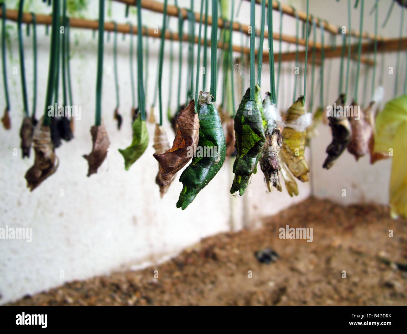 Moth and cocoon hi-res stock photography and images - Alamy