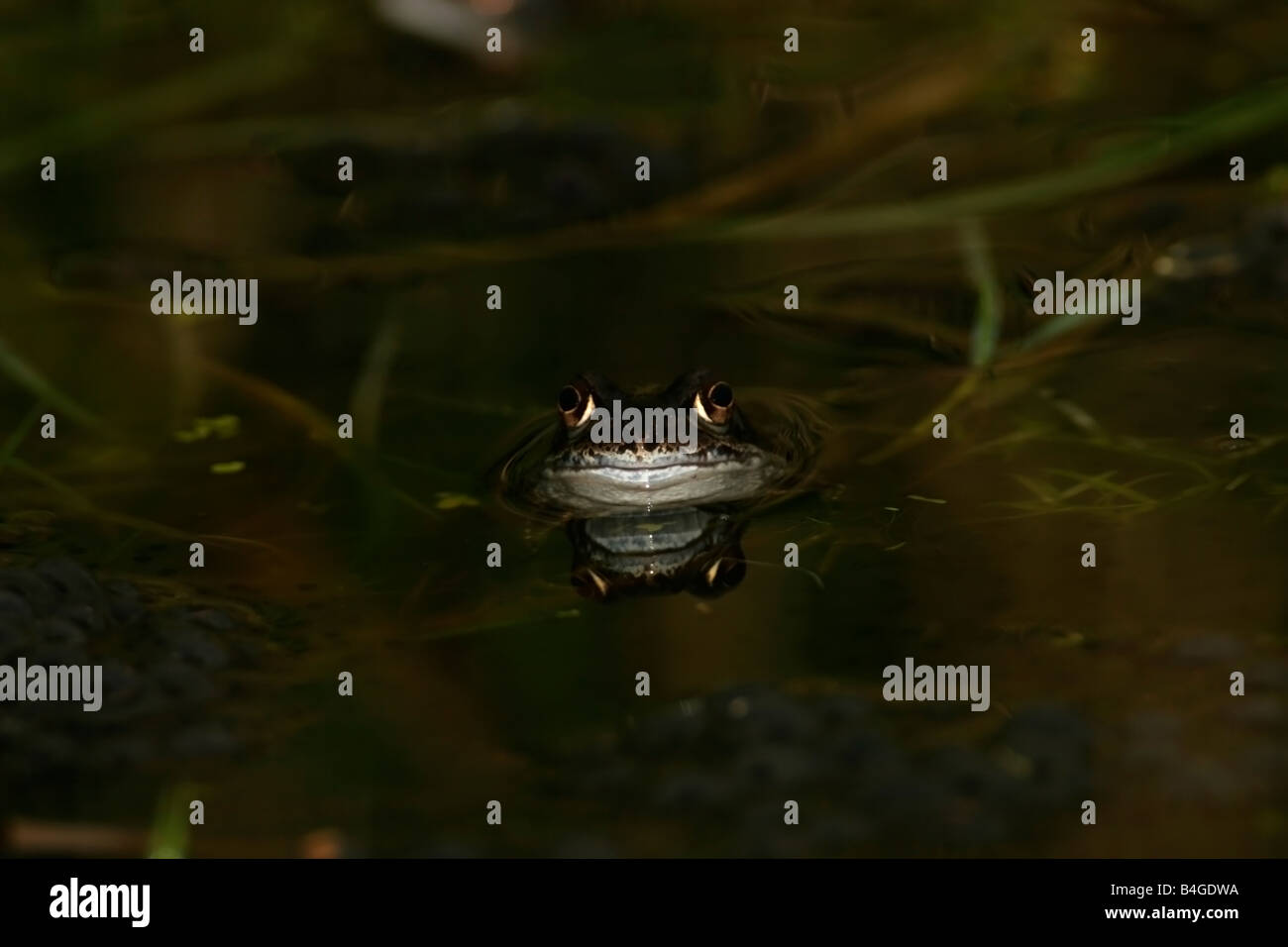 Irish common frog hi-res stock photography and images - Alamy