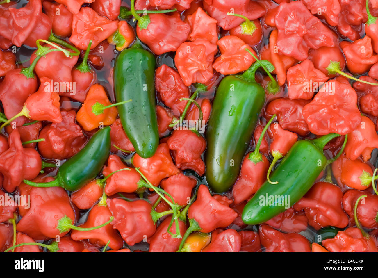 [chili pepper] [chilli pepper] [chile pepper] Stock Photo - Alamy