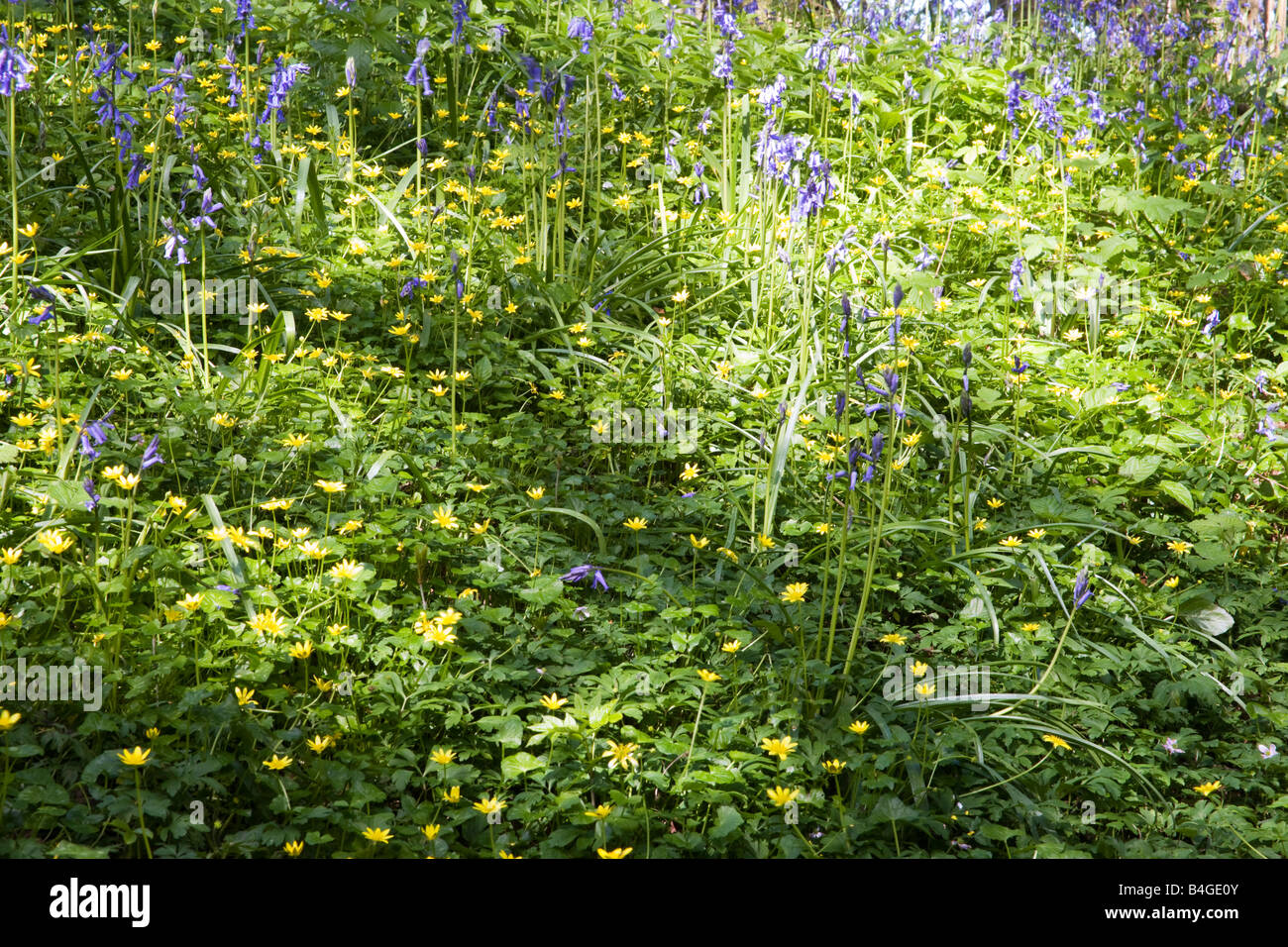 Woodland Flowers, Badby Woods, Badby, Northamptonshire, England, UK ...