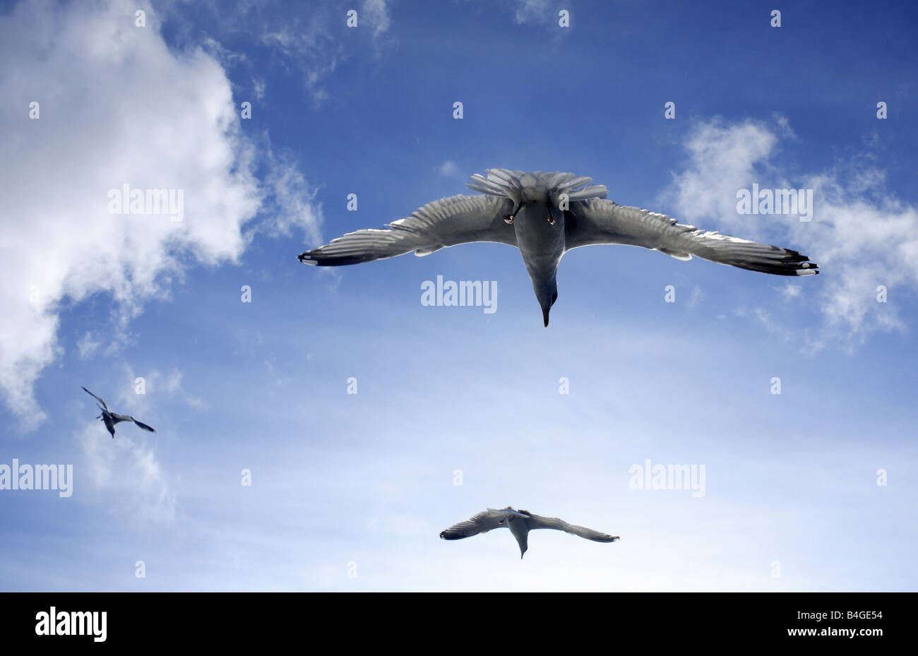 Flying with birds hi-res stock photography and images - Alamy