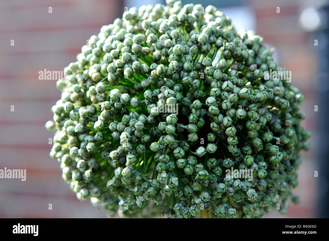 Allium cepa flower hi-res stock photography and images - Alamy
