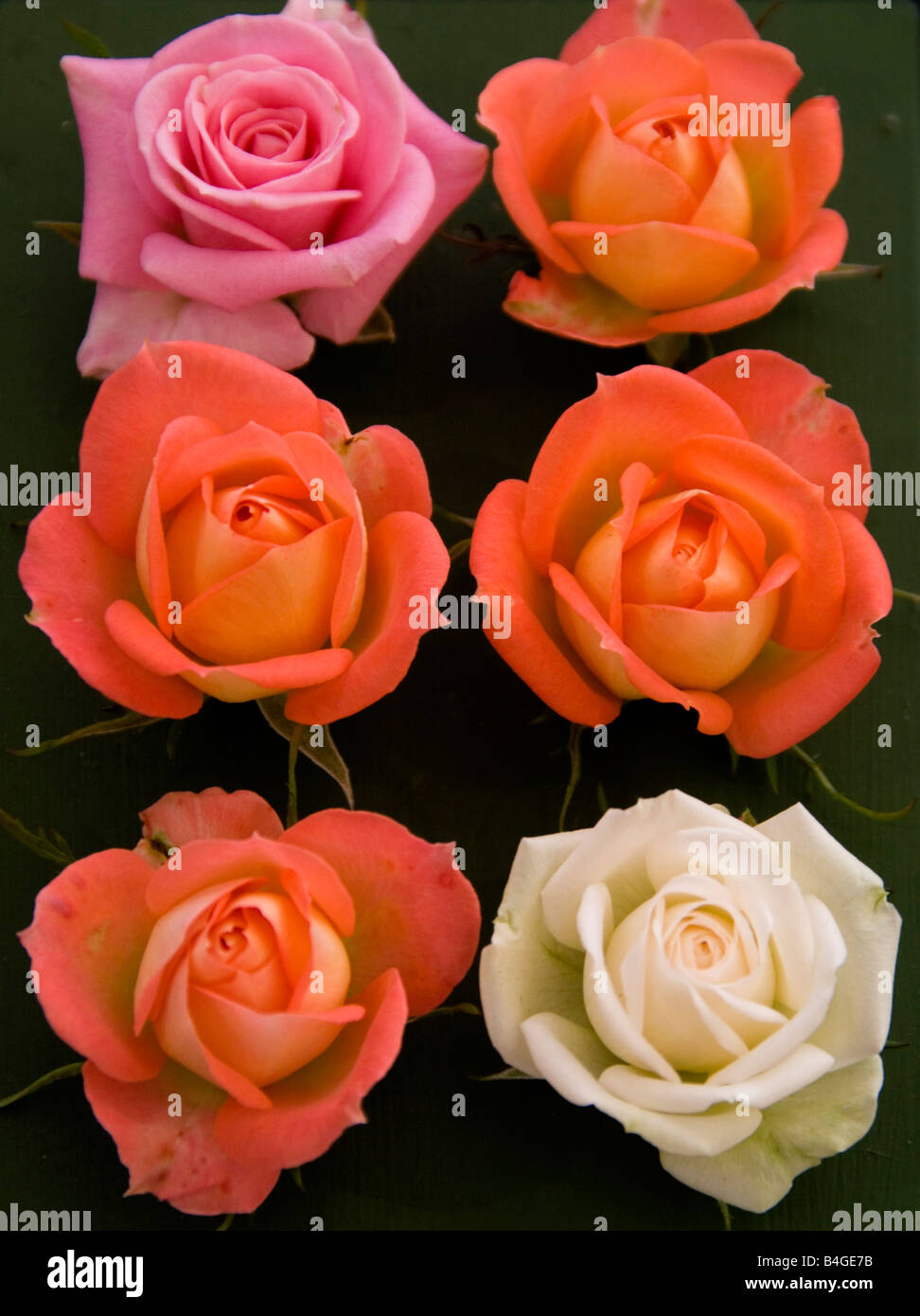 A display of six roses that won first prize in the open gardening ...